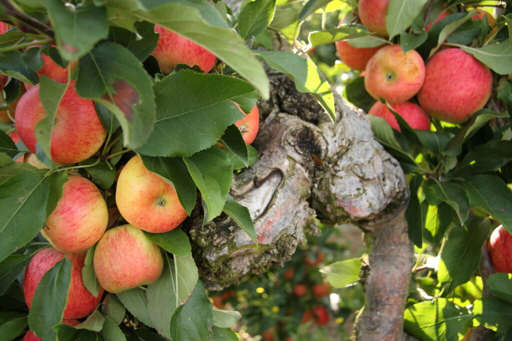 Ouverture de la cueillette de la Pinova ce jeudi 28 septembre, youpi ...